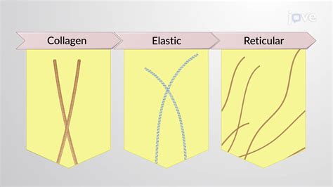 Video Connective Tissue Fibers And Ground Substance