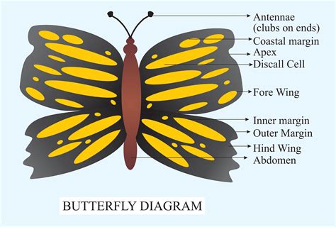 Butterfly Diagram Kindergarten At Toby Denison Blog