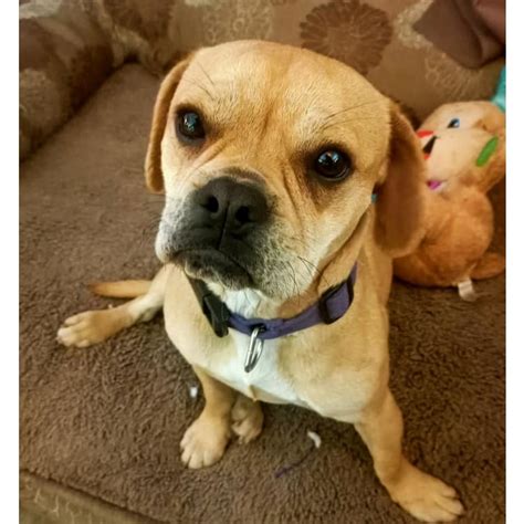 Willow Small Female French Bulldog X Cavalier King Charles Spaniel