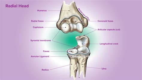 Radial Head Bio Lexicon