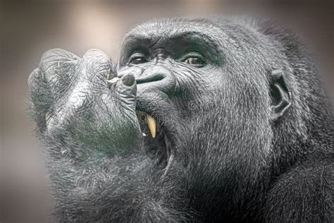 Retrato De Un Gorila Macho Mordiendo En Su Dedo Foto De Archivo