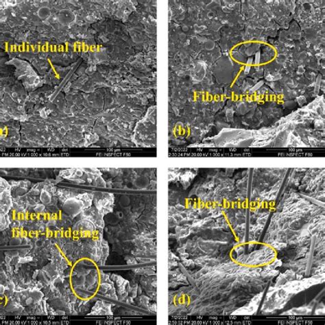 Carbon Fiber Distributions Within Cffgc Specimens 1000× A 0 1 Wt Download Scientific