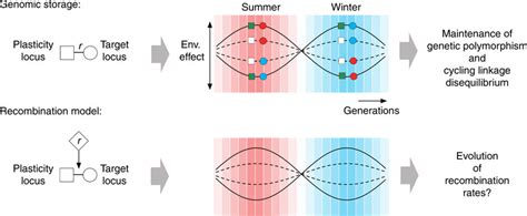 Schematic Representation Of The Genomic Storage Effect And The
