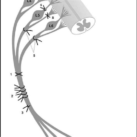 Estructura Química De Gaba Y Pregabalina Download Scientific Diagram