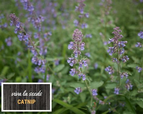 Catnip 250 Seeds Medicinal And Culinary Herb Non Gmo Etsy