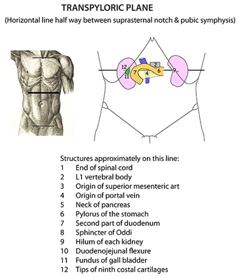 Instant Anatomy Abdomen Surface Transpyloric Plane