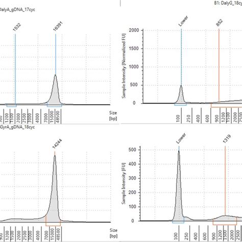 Example Fragment Size Distributions Of Successfully Amplified Genomic Download Scientific