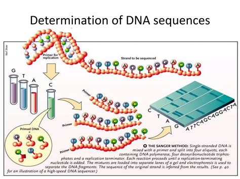 Recombinant Dna Technology Ppt