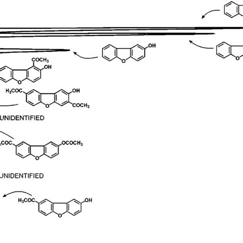 HPLC Chromatogram From Experiment See Table Conditions Column Download Scientific