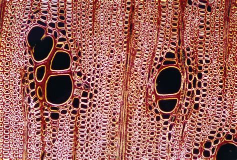 Xylem And Phloem In Plants