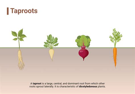 Taproots Biorender Science Templates