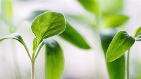 Best Colleges For Botany