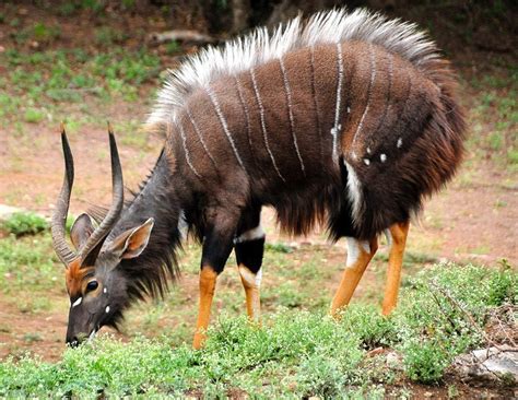The Lowland Nyala A Spiral Horned Antelope Of Southern Africa Hasan