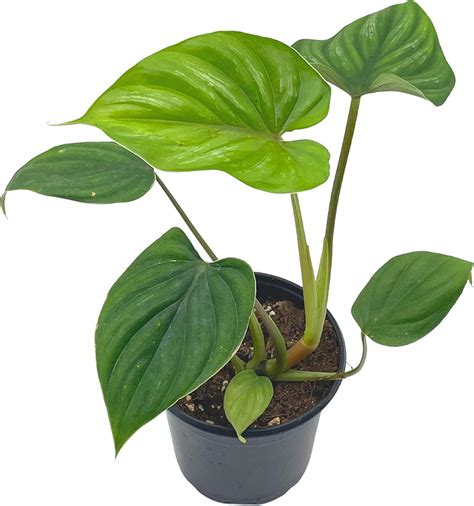 Philodendron Plowmanii 4 Pulgadas Philo Raro Yaxa Guatemala