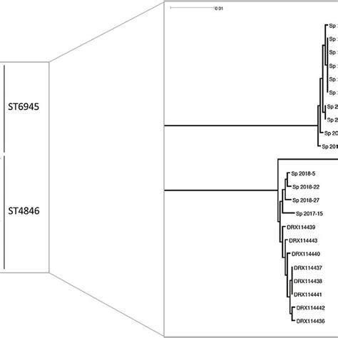 phylogenetic tree based on genome wide single nucleotide polymorphisms