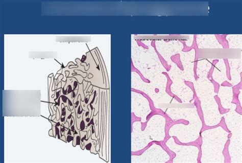 Anatomy Lab Practical Diagram Quizlet