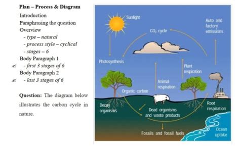Band 4 QUESTION The Diagram Below Illustrates The Carbon Cycle In
