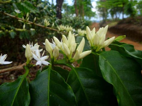 San Jose Central Valley Region