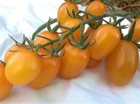 Magseeds Tomato Hybrids