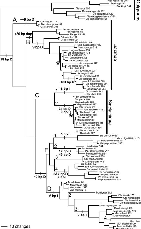 One Of The 5615 Equally Parsimonious Phylogenetic Trees Resulting From Download Scientific