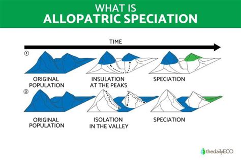 Allopatric Speciation Examples And Characteristics