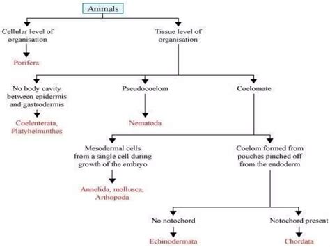Classification Of Non Chordata Pptx