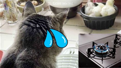 참새직박구리새병아리나비sparrow Brown Eared Bulbul Bird Chick Nabi Youtube