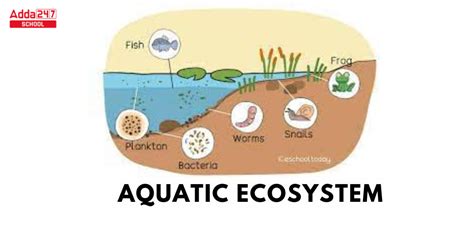 Aquatic Ecosystem Diagram