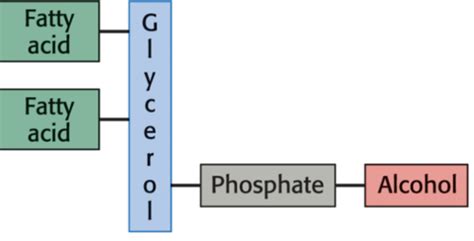 Lipids Flashcards Quizlet