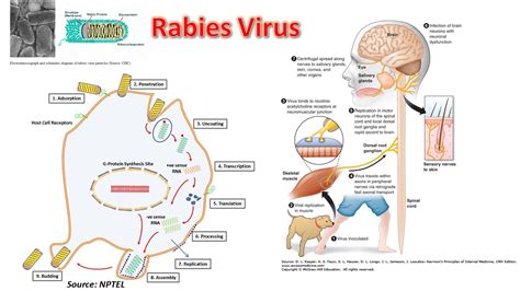 Rabies Virus Replication