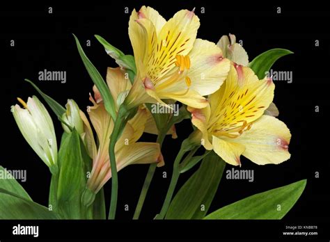 Peruvian Lily Alstroemeria X Hybrid Called Lily Of The Incas Also Image Of Flowers On Black