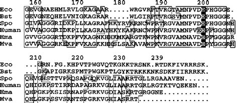 Sequence Alignment Of The C Terminal Domains From Members Of The