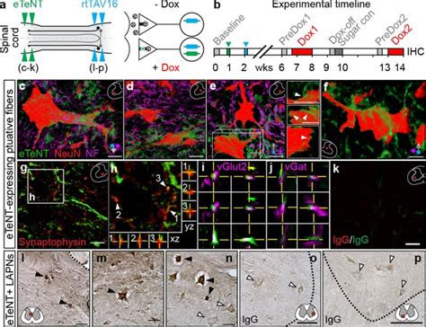 Figures And Data In Long Ascending Propriospinal Neurons Provide Flexible Context Specific