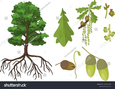 Botanical Illustration Oak Tree Root System Stock Vector Royalty Free 2169235593 Shutterstock