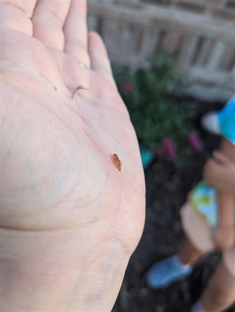 Sunflower Moth Help R Gardening