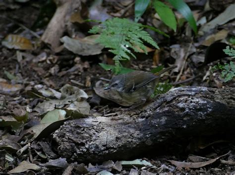 White Browed Scrubwren Buff Breasted Ebird