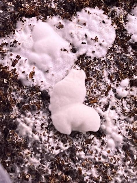what are these fuzzy blobs forming r mycologyandgenetics