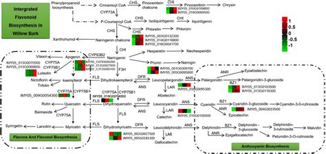 Integrated Analysis Of Flavonoid Biosynthesis 26 Based On Metabolite