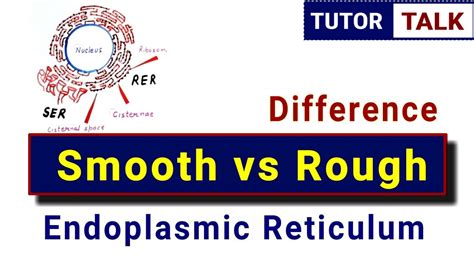 Difference Between Rough And Smooth Endoplasmic Reticulum SER And RER YouTube