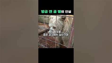 겨울잠에서 자다 깬 곰 짤의 실체 Youtube
