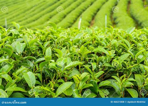 Camellia Sinensis Plants Stock Image 218258689