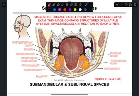 Glands Diagram Quizlet