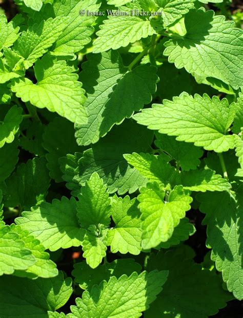 Catnip Bonide Catnip Bonide