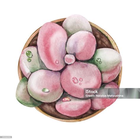분홍색 즙이 많은 식물 녹지 선인장 이슬 방울이있는 열대 식물 흰색 배경 클로즈업에 격리 된 손으로 그린 수채화 그림 가을에 대한 스톡 벡터 아트 및 기타 이미지 Istock