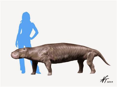 Whats Your Favorite Transitional Fossil Faith And Science