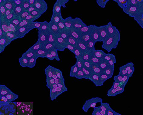 Separating Cell Boundaries In The Following Image And Also Do Nuclear Counting Using Python