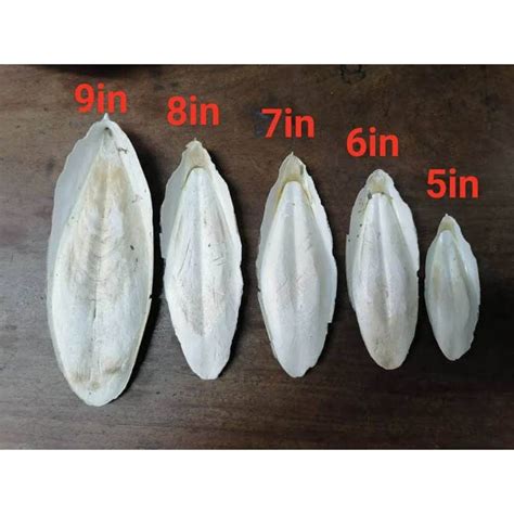 Cuttle Bone For Birds Cod W Freebie Shopee Philippines