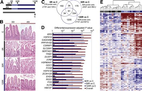 Figure 1 From Temporal Transcript Profiling Identifies A Role For