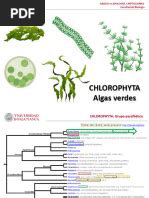 Division Chlorophyta 2025 1 250227 091805 Pdf Plantas Algas