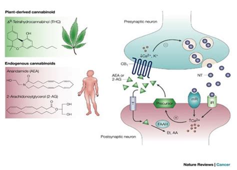 Schematic Representation Of The Endocannabinoid System Ecs Download